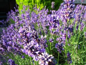 12 Common Lavender Plant Growing Mistakes to Avoid - Homestead Gardener