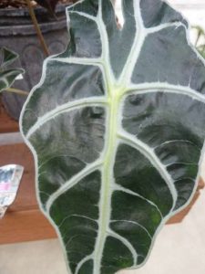 African Mask Plant Care: How to Care and Grow Alocasia Plant ...