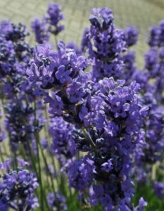27 Deer Resistant Flowering and Shrubs to Grow - Homestead Gardener