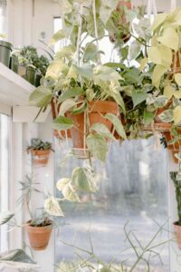 13 Simple Secrets To Make Pothos Fuller, Bushy - Homestead Gardener