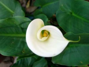 How Often to Water Calla Lily? - Homestead Gardener