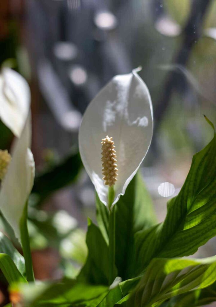 How to Treat Root Rot in Peace Lily Plant - Peace Lily Root Rot ...