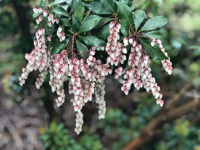 Why My Pieris Leaves Turning Yellow? - Homestead Gardener
