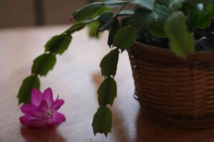 Why Are the Leaves on My Christmas Cactus Limp? - Homestead Gardener