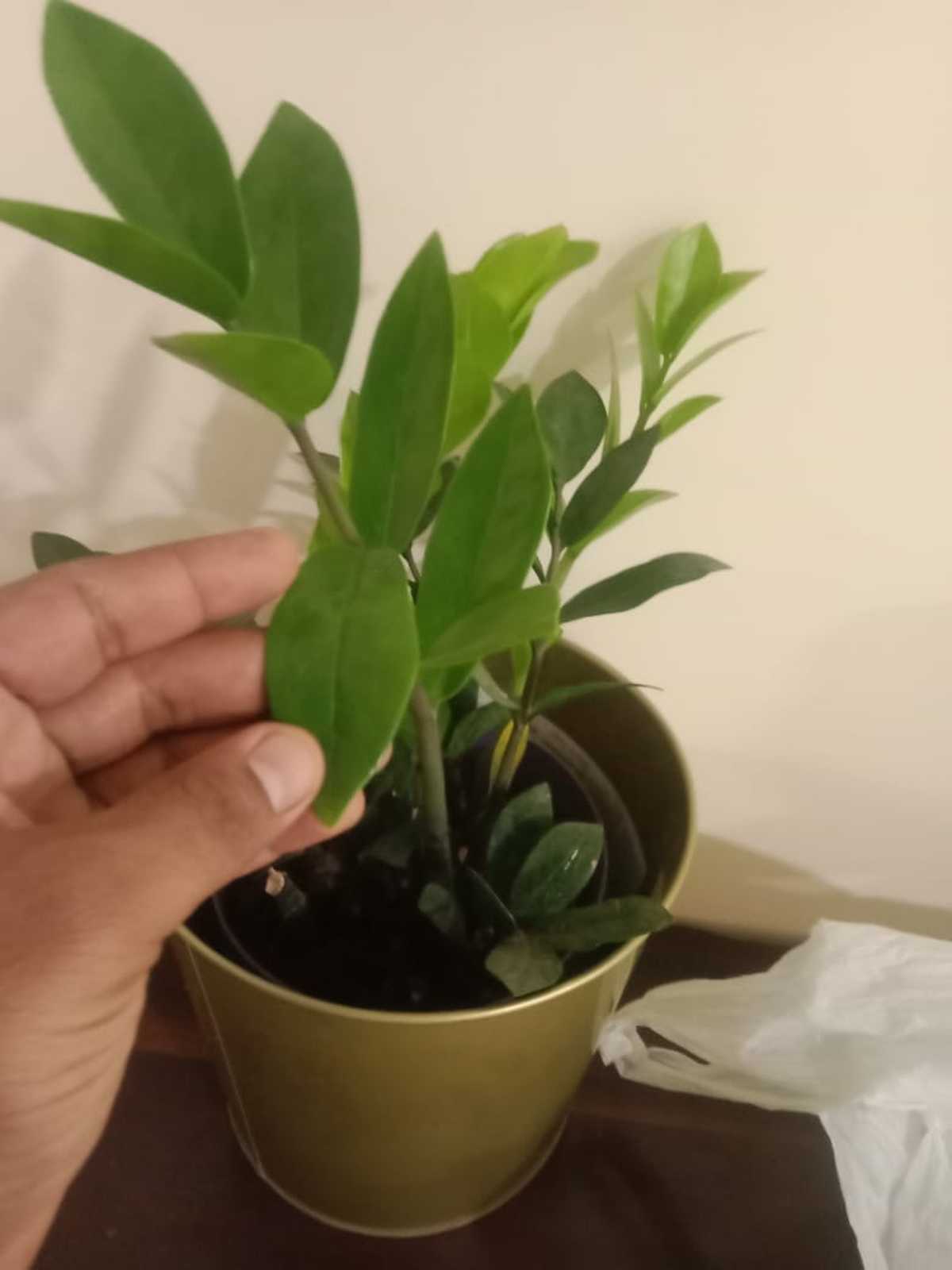 How to Propagate ZZ Plant - 3 Methods? - Homestead Gardener
