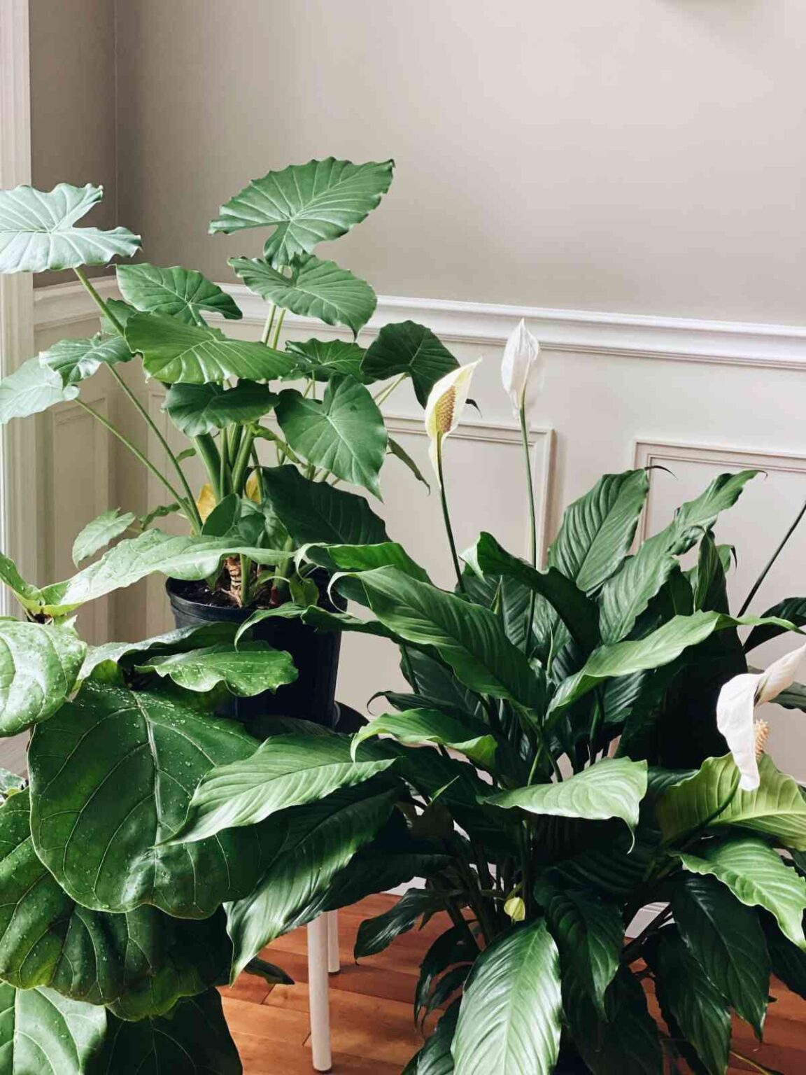 19 Best Indoor Flowering Plants Even Beginners Can Keep Alive ...