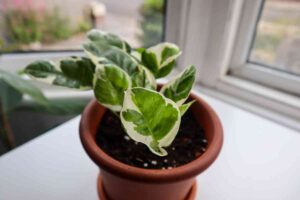 9 Common Pothos Problems and How to Fix Them - Homestead Gardener