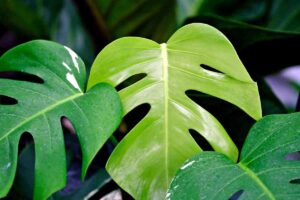 How Often and When to Fertilize Monstera? - Homestead Gardener