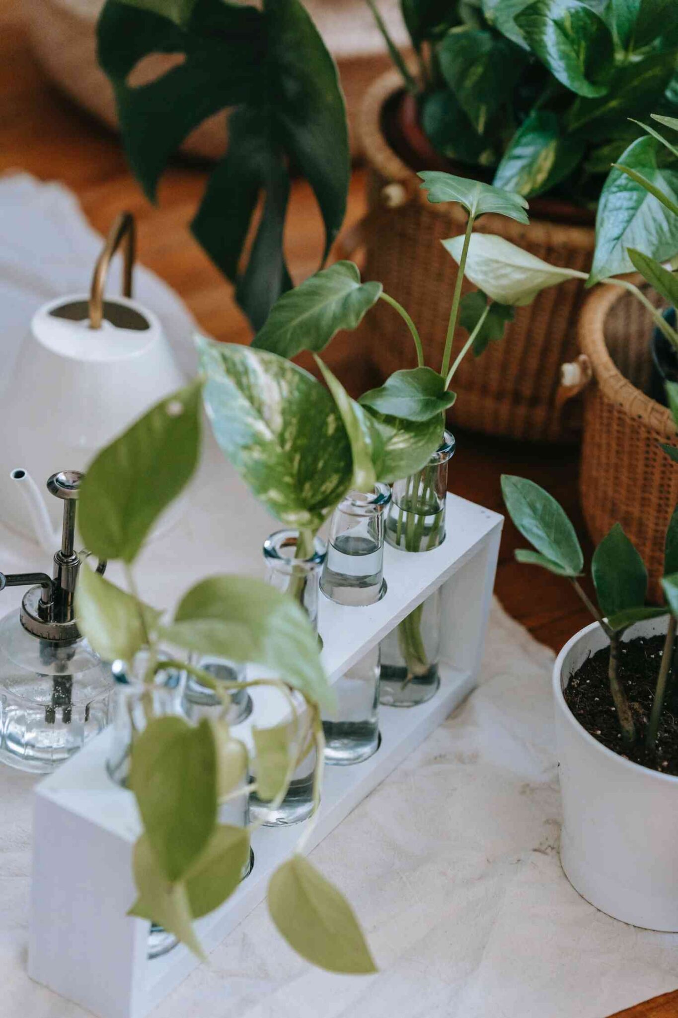 How Long Can Monstera Live in Water? - Homestead Gardener