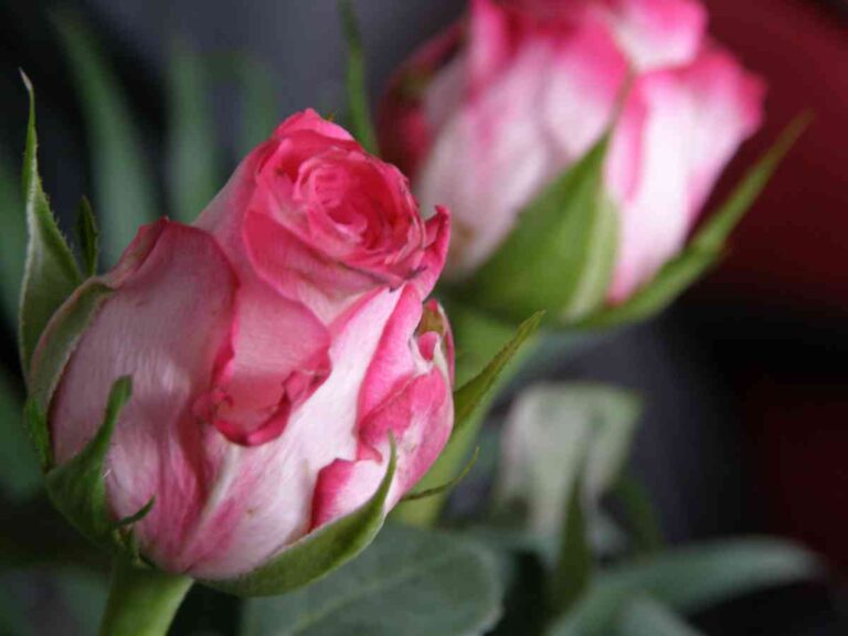 Is Cow Manure Good For Roses Homestead Gardener Is Cow Manure Good For Roses Homestead Gardener
