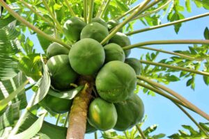 How to Grow Papaya in Pots from Seeds - Complete Guide - Homestead Gardener