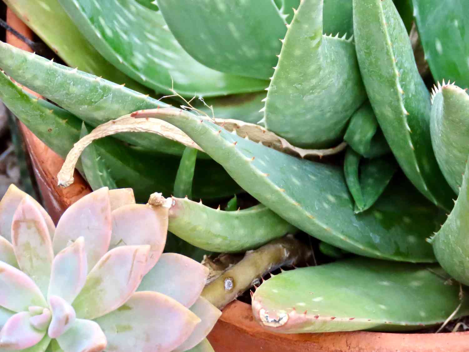 How to Cut Aloe Vera Plant Without Killing It? - Homestead Gardener