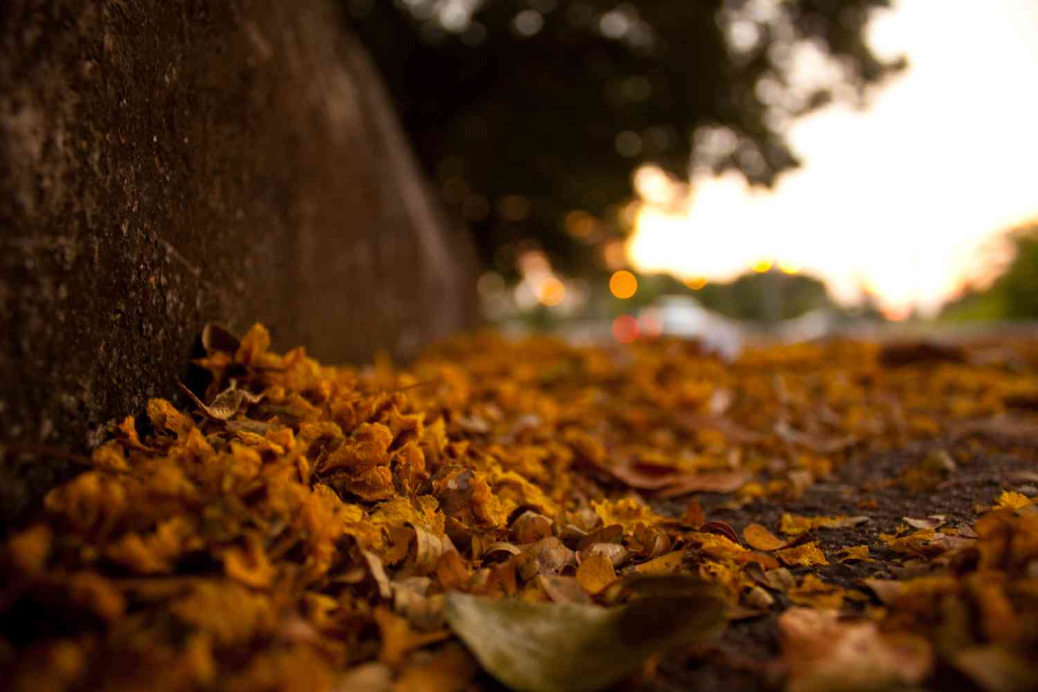 Are Dead Leaves Good for Soil? Best Fertilizer for plants - Homestead ...