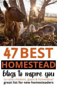 47 Best Homestead Blogs for Inspiration and Tips (2024) - Homestead ...