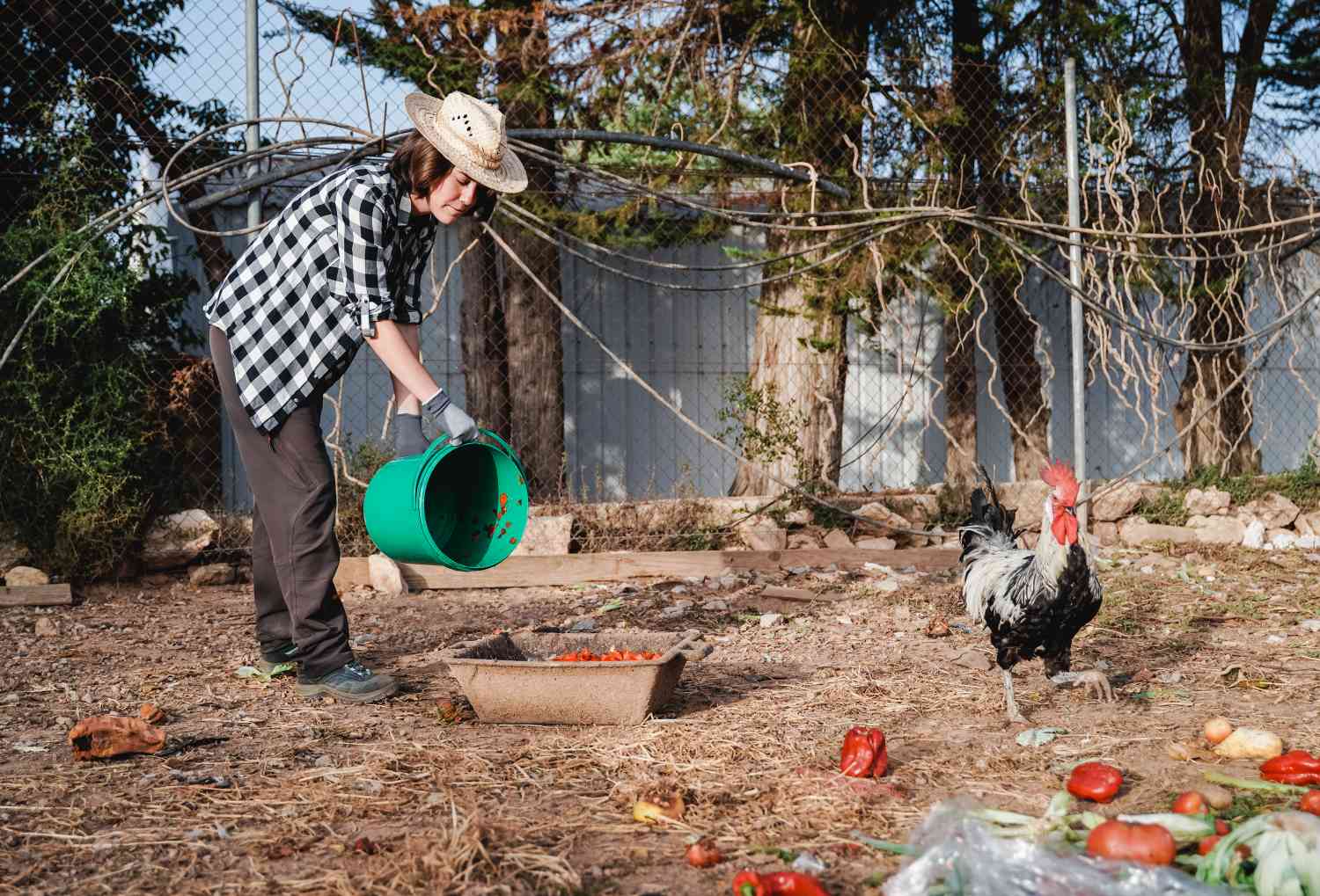 How to Train Your Chickens to Come When Called? - Homestead Gardener