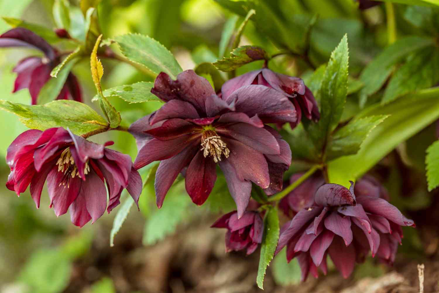 23 Best Winter Blooming Flowers for a Colourful Winter Garden ...