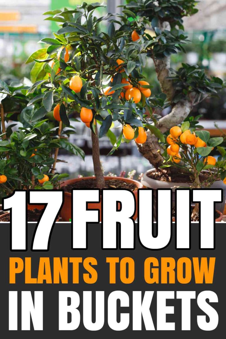 17 Fruit Trees You Can Grow in a Bucket - Homestead Gardener
