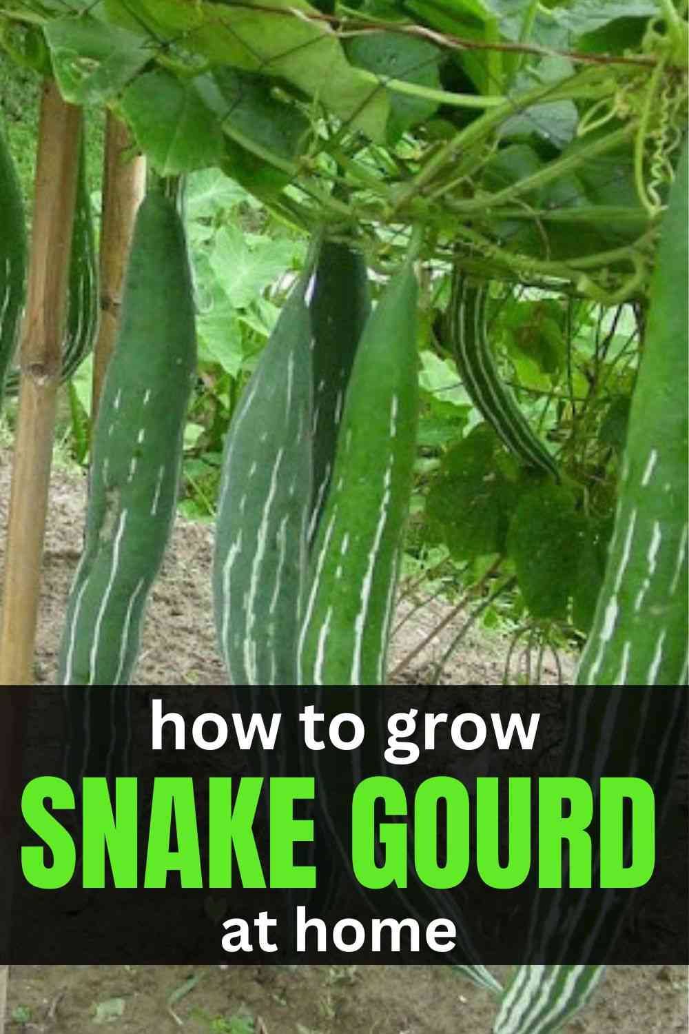 How to Grow Snake Gourd at Home - An Ultimate Guide - Homestead Gardener