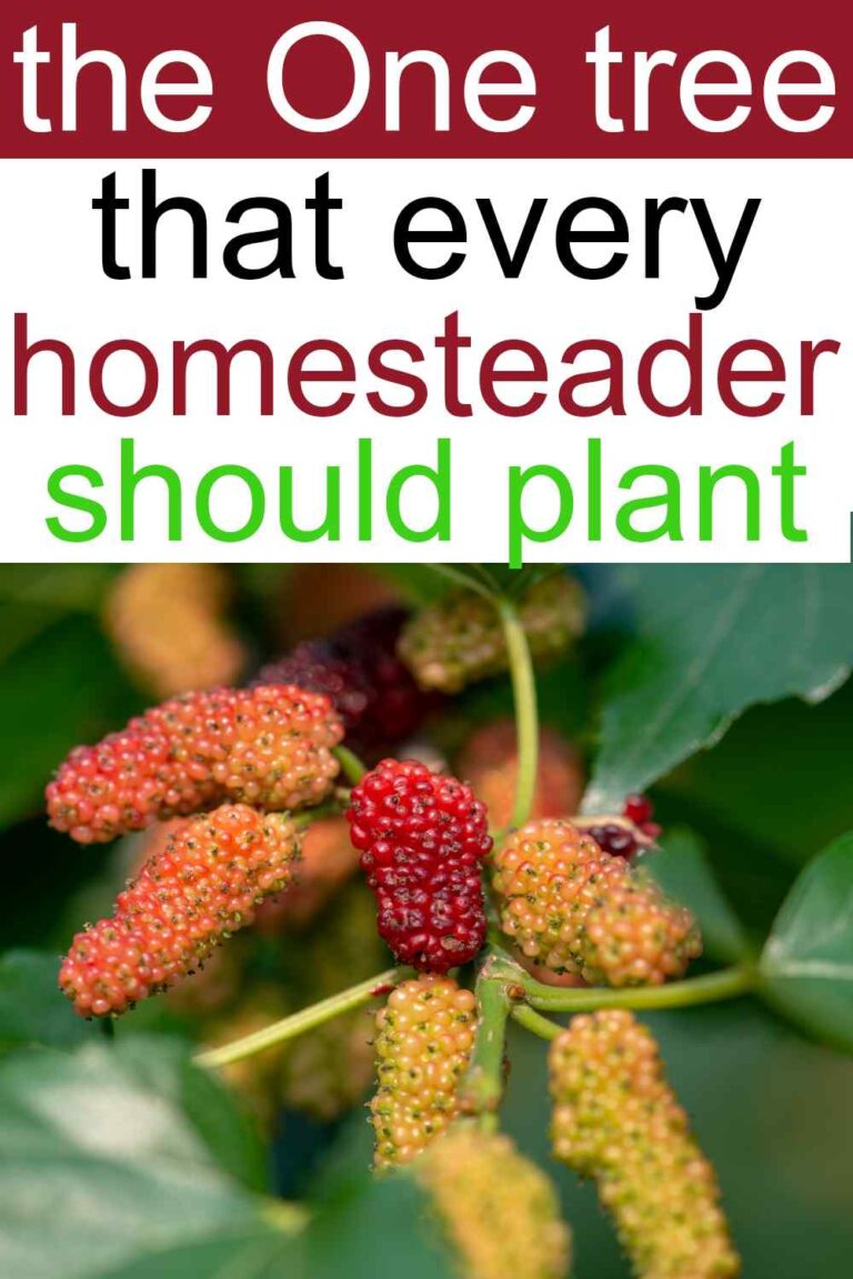 Mulberry: The One Tree that Every Homesteader Should Plant - Why Find ...