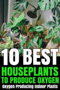 Top 10 Highest Oxygen Producing Indoor Plants - Homestead Gardener