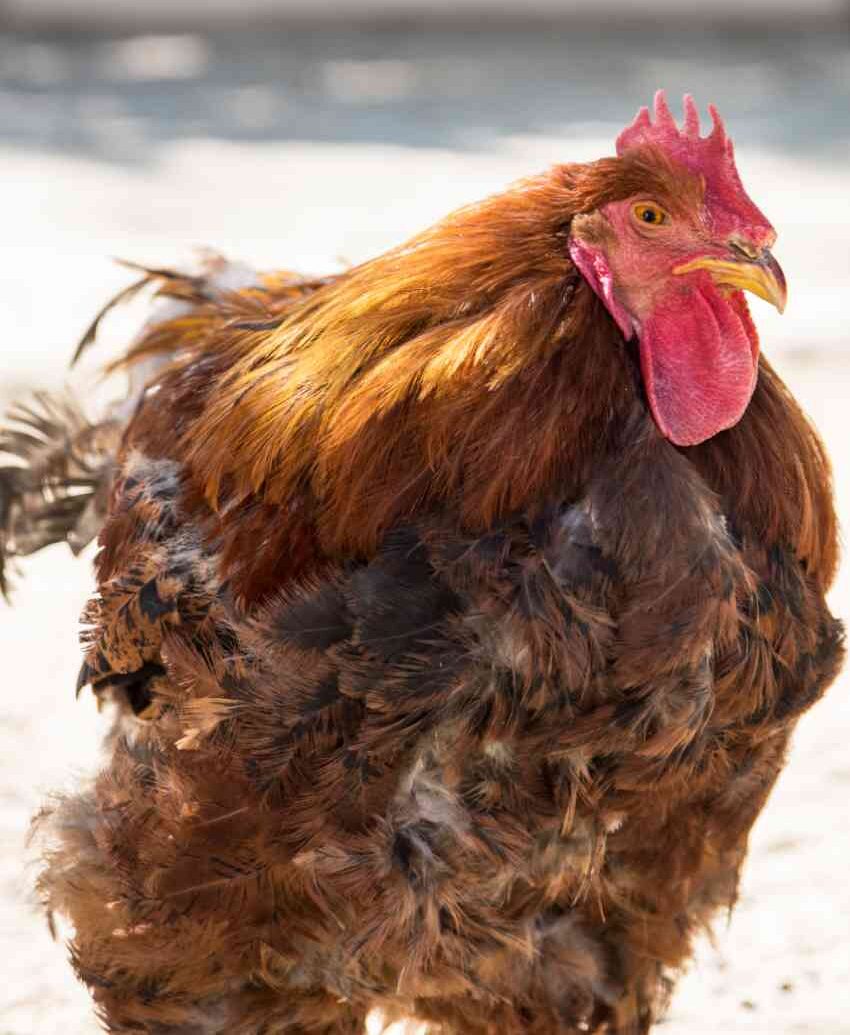 Stress in Chickens: How to Reduce it In Your Flocks? - Homestead Gardener