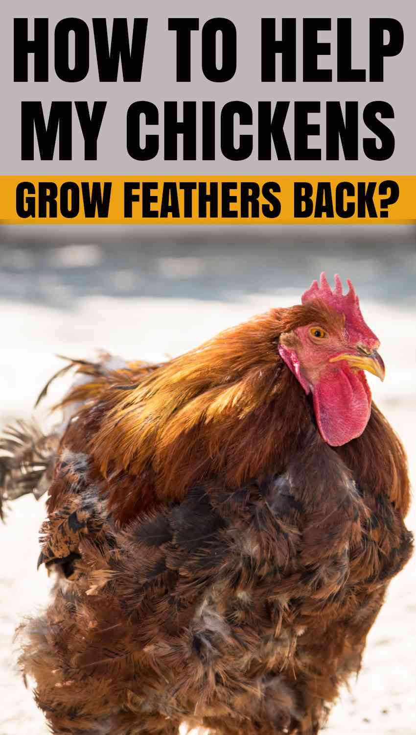 How to Help My Chickens Grow Feathers Back? (Do they regrow ...