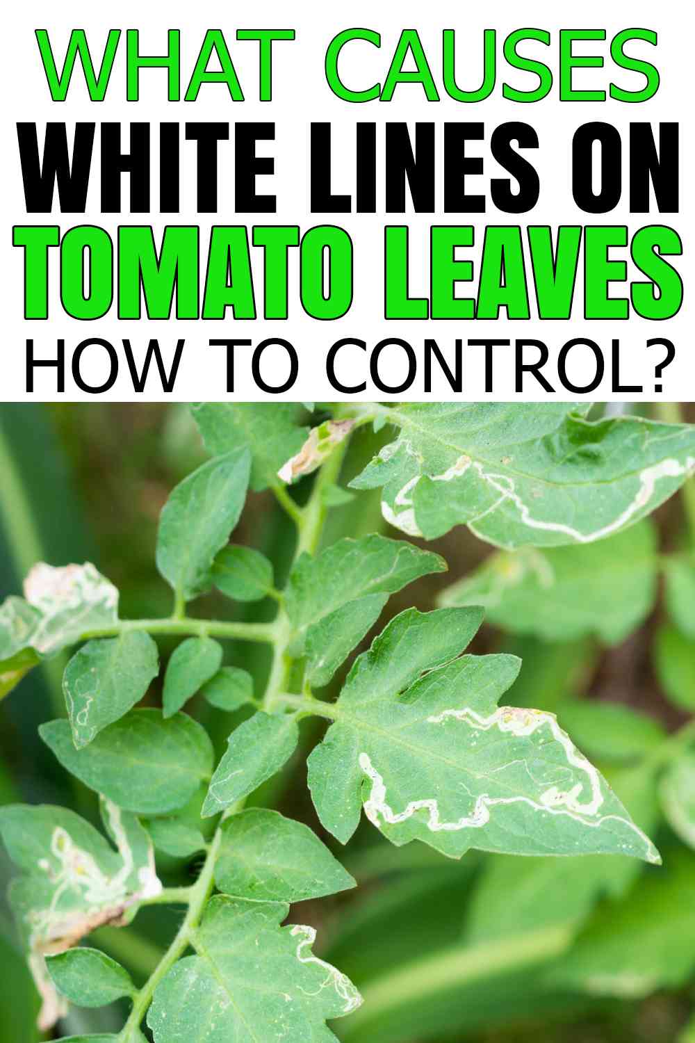 White Lines on Tomato Leaves - What Causes & How to Control ...
