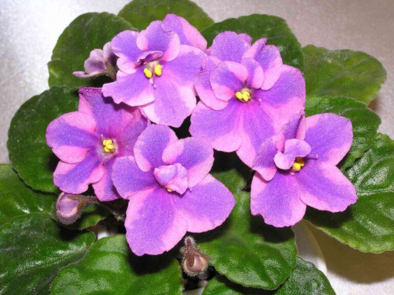 How to Grow and Care African Violets? - Homestead Gardener