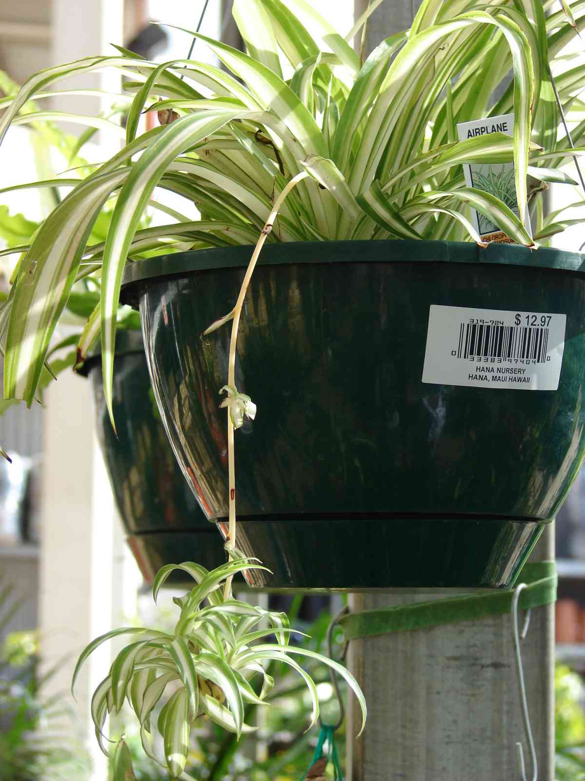 How to Propagate Spider Plant: An Ultimate Guide - Homestead Gardener
