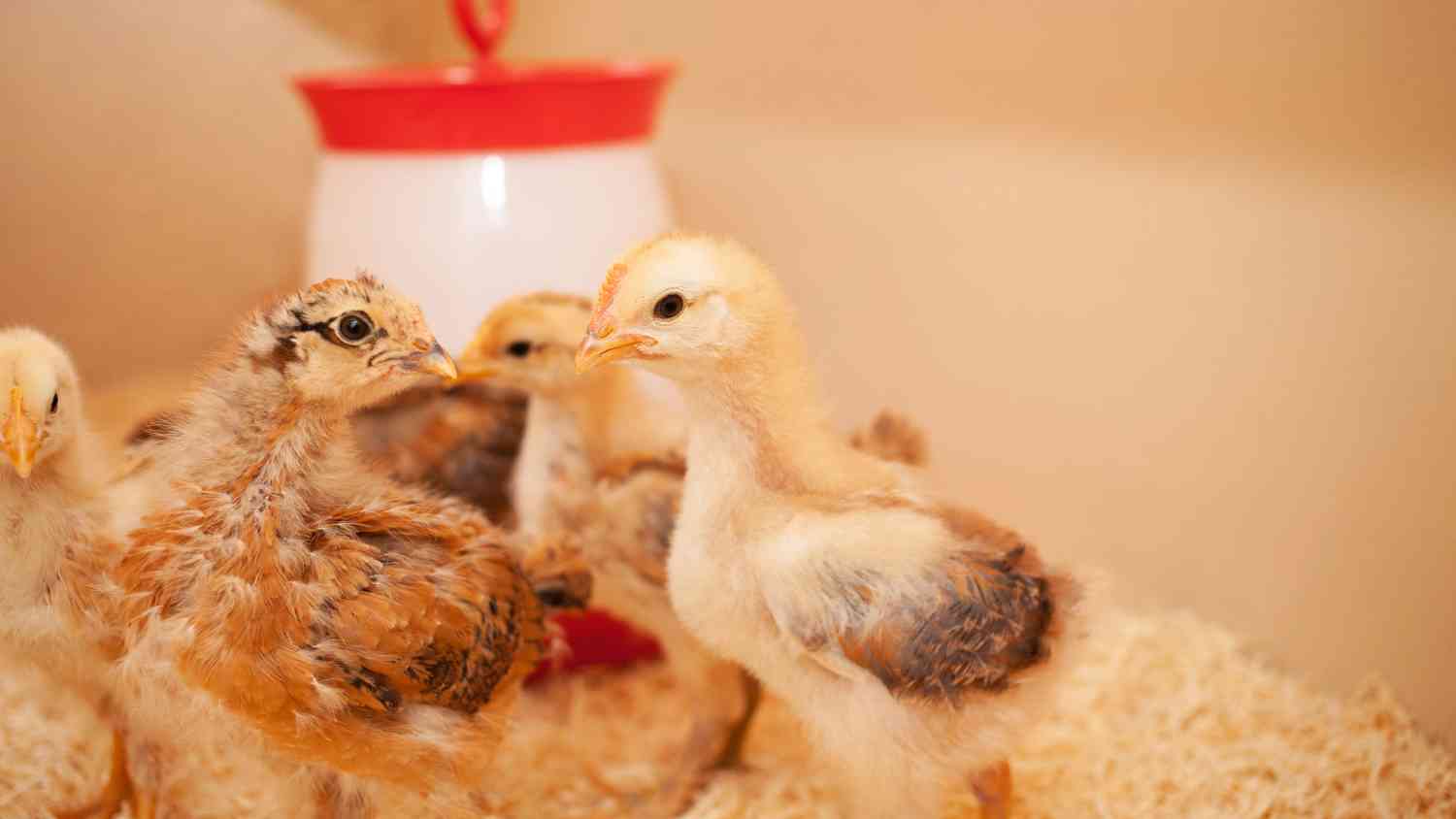 How to Raise Baby Chicks without Heat Lamp? - Homestead Gardener