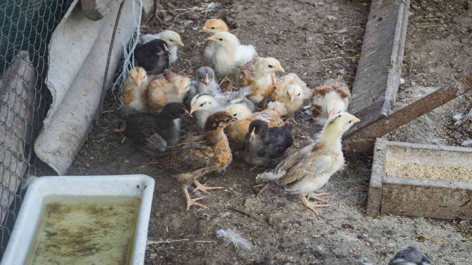 How to Raise Baby Chicks without Heat Lamp? - Homestead Gardener