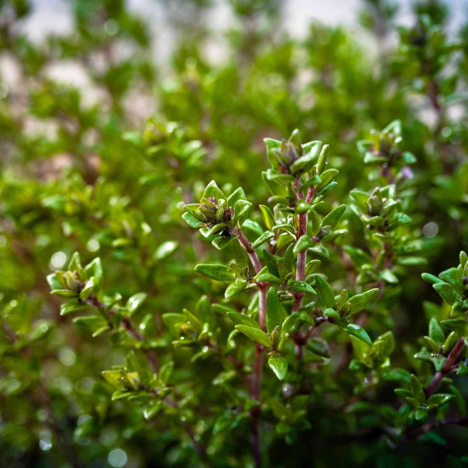 19 Best Lavender Companion Plants to Grow in Garden - Homestead Gardener