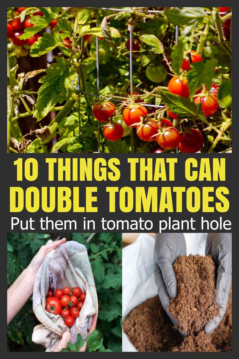 Put These 10 Things In Your Tomato Planting Hole For Awesome Yield ...