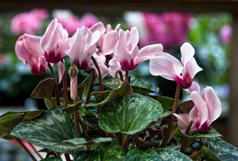 23 Best Winter Blooming Flowers for a Colourful Winter Garden ...