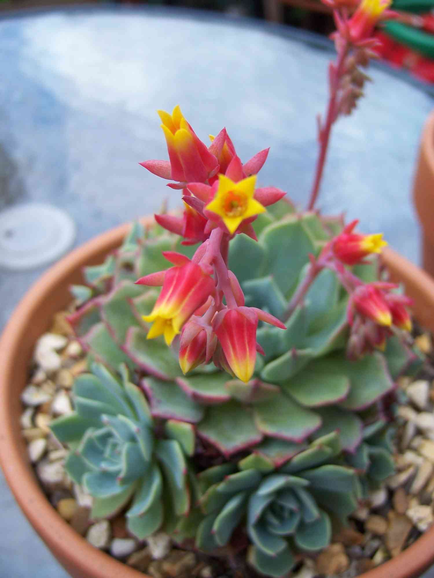9 Fast Growing Succulent Plants for Home Garden - Homestead Gardener