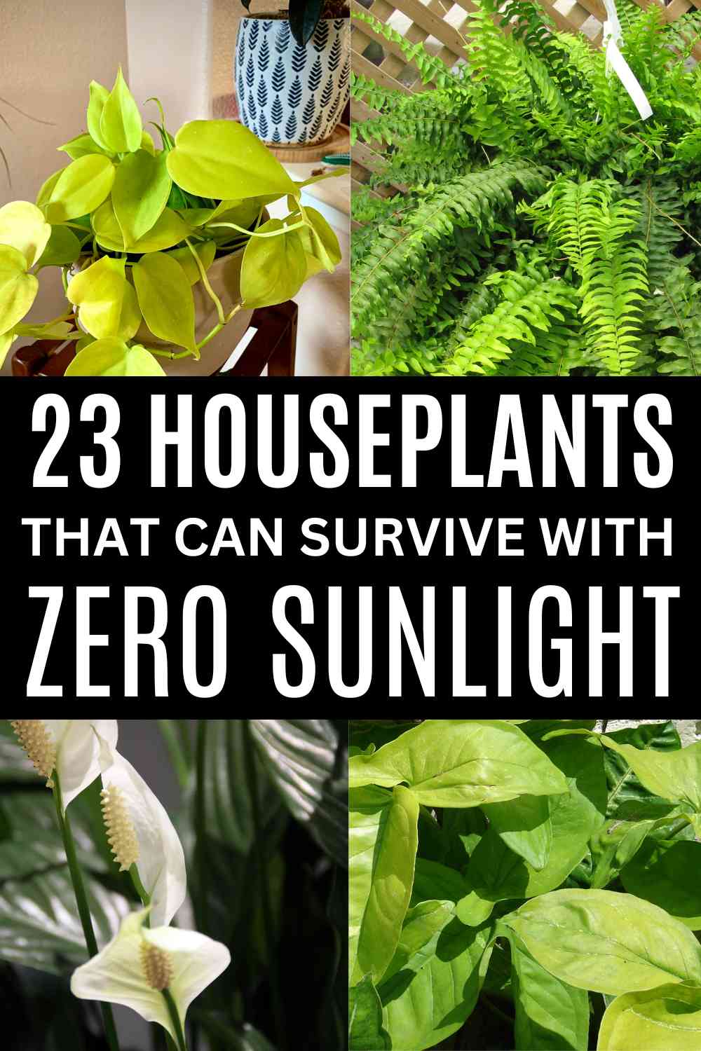 23 Houseplants that Can Survive with Almost Zero Sunlight - Homestead ...