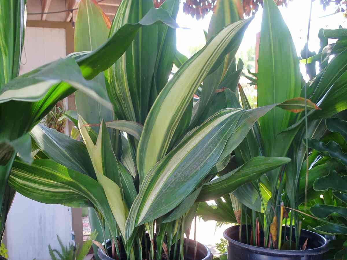 15 Houseplants for North Facing Windows - Homestead Gardener