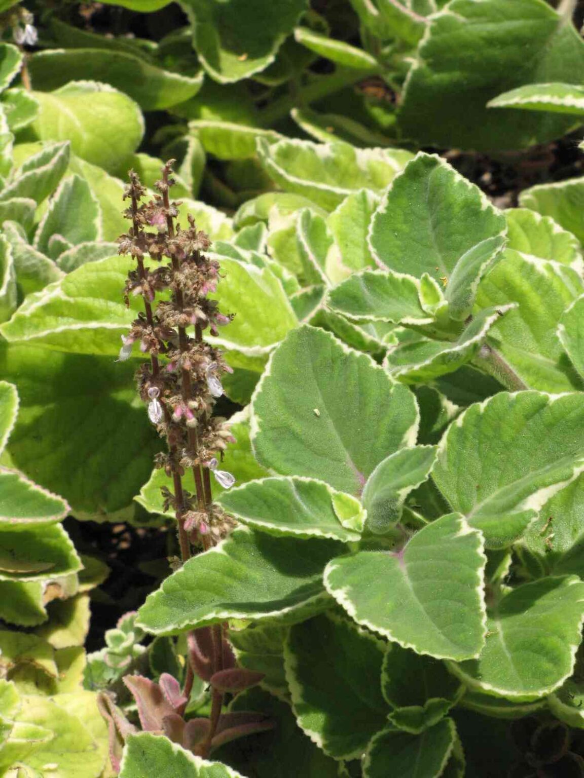 28 Bee-Friendly Plants to Grow in Your Garden - Homestead Gardener