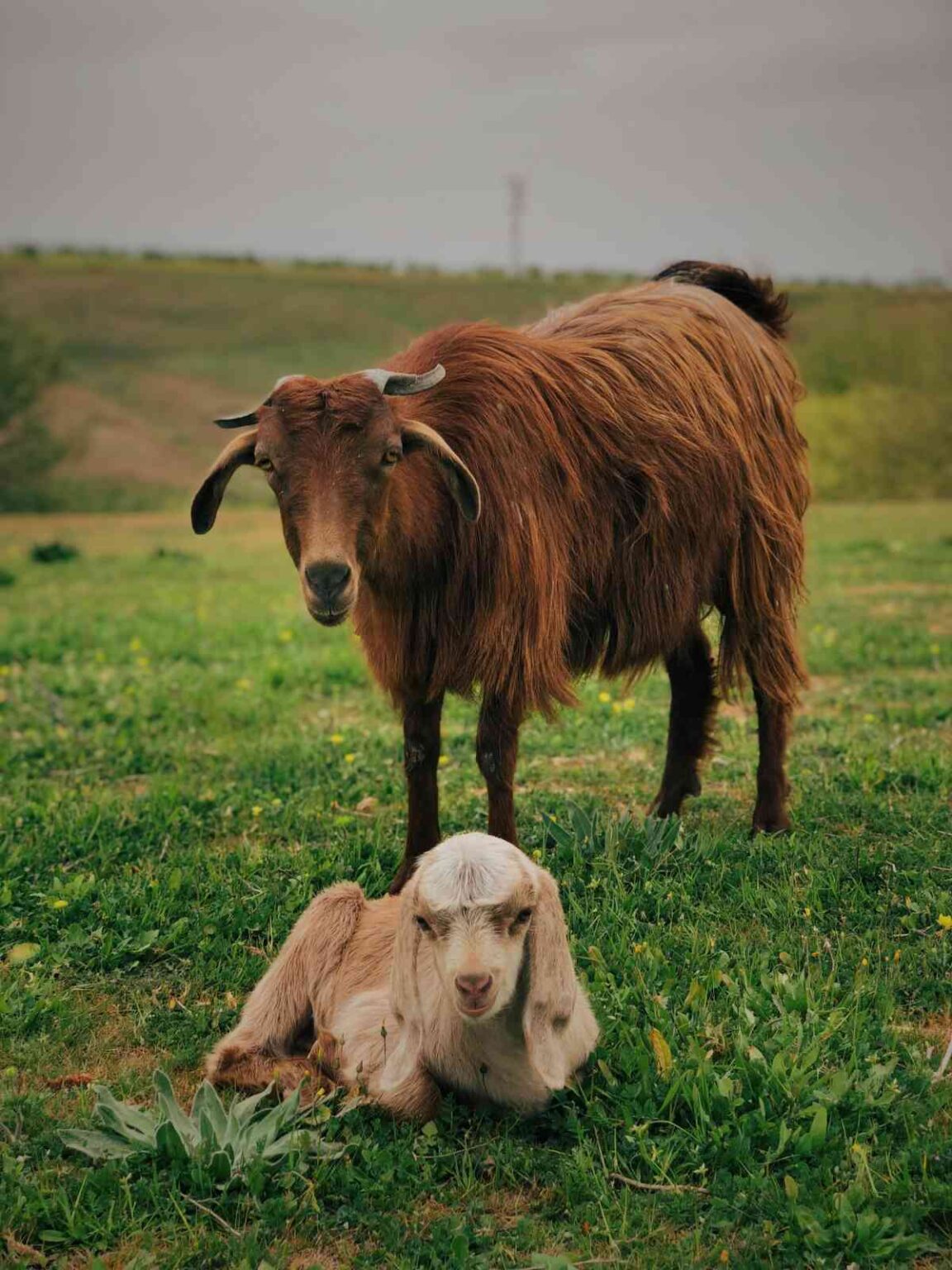 15 Ways to Make Money Raising Goats - Homestead Gardener