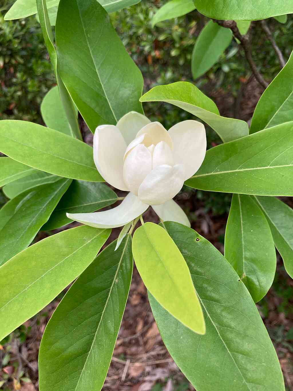 17 Best Fragrant Indoor Plants for Your Home - Homestead Gardener