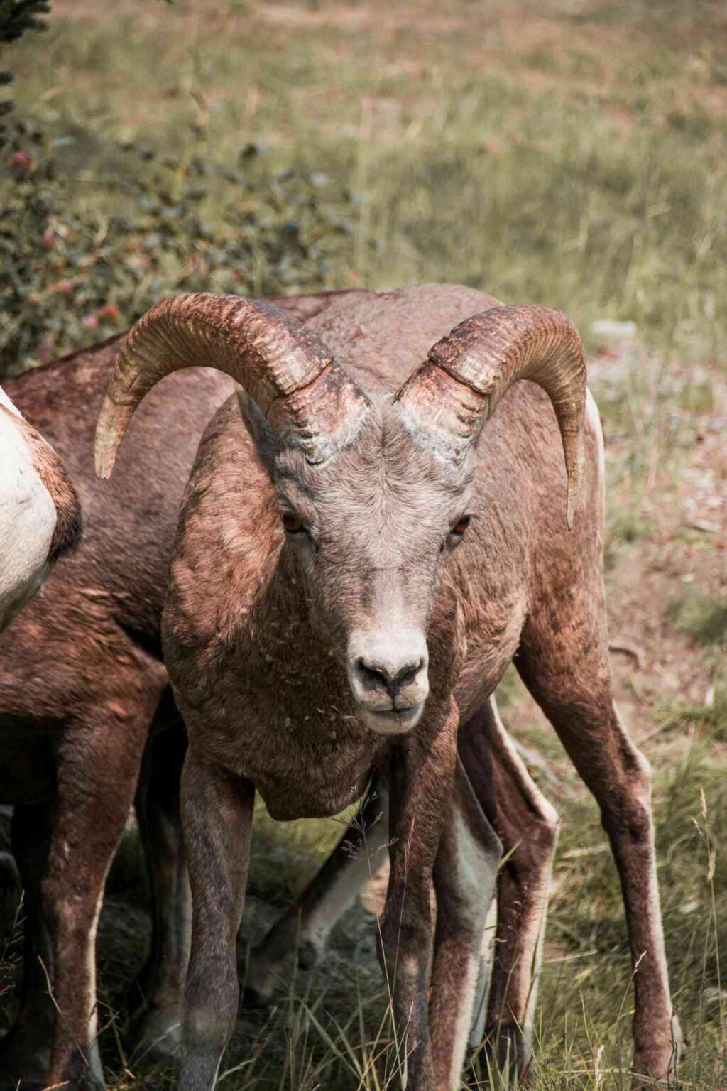 15 Ways to Make Money Raising Goats - Homestead Gardener