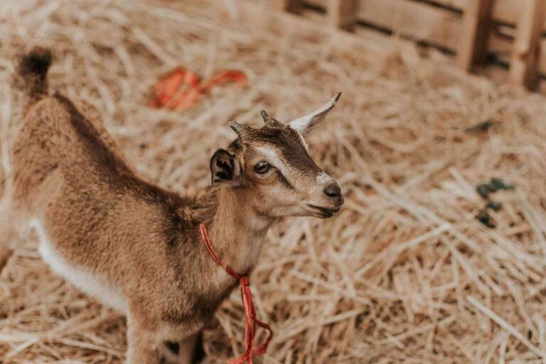 15 Ways to Make Money Raising Goats - Homestead Gardener
