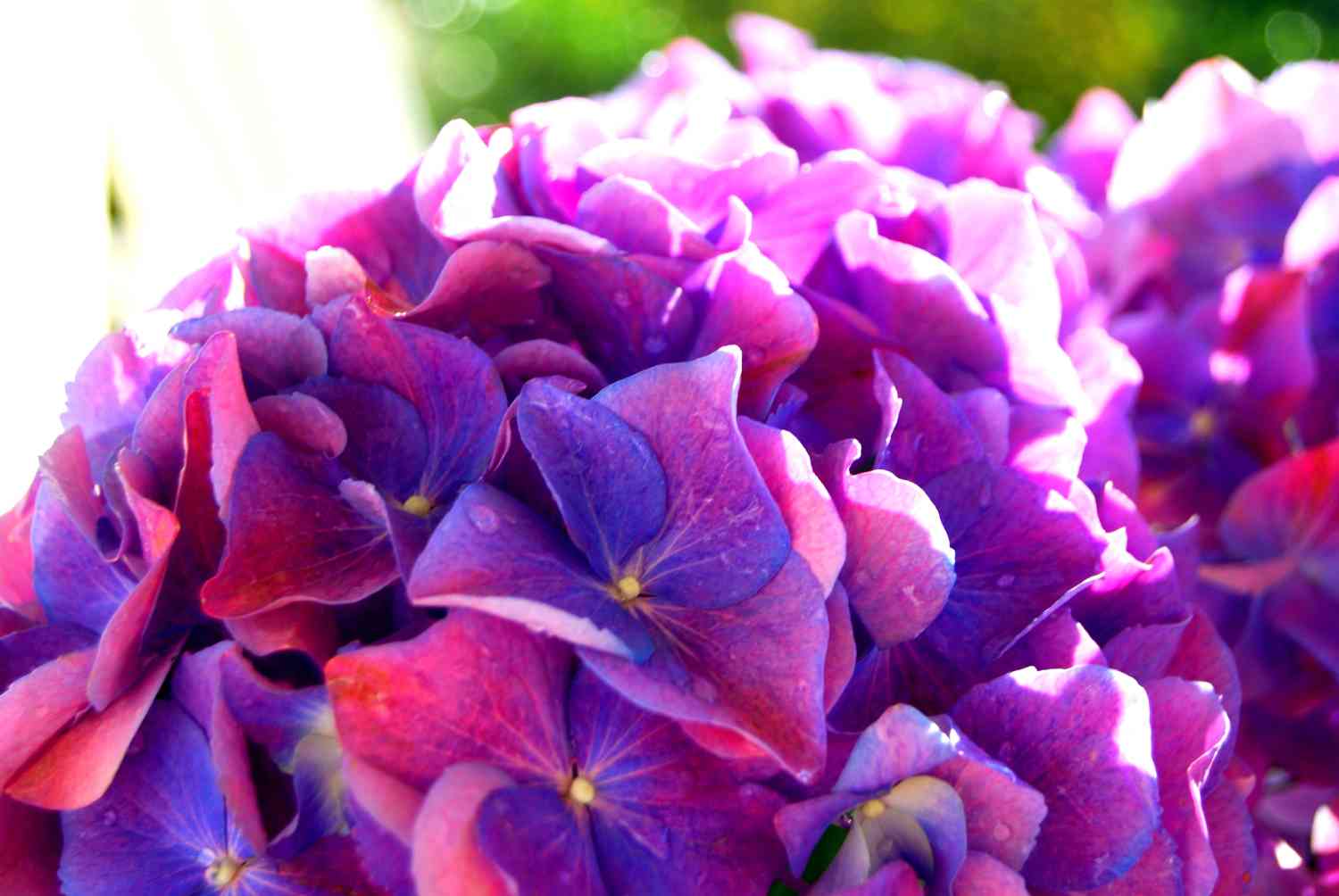 How to Change Hydrangea Colours - Pink, Blue & Purple Flowers ...