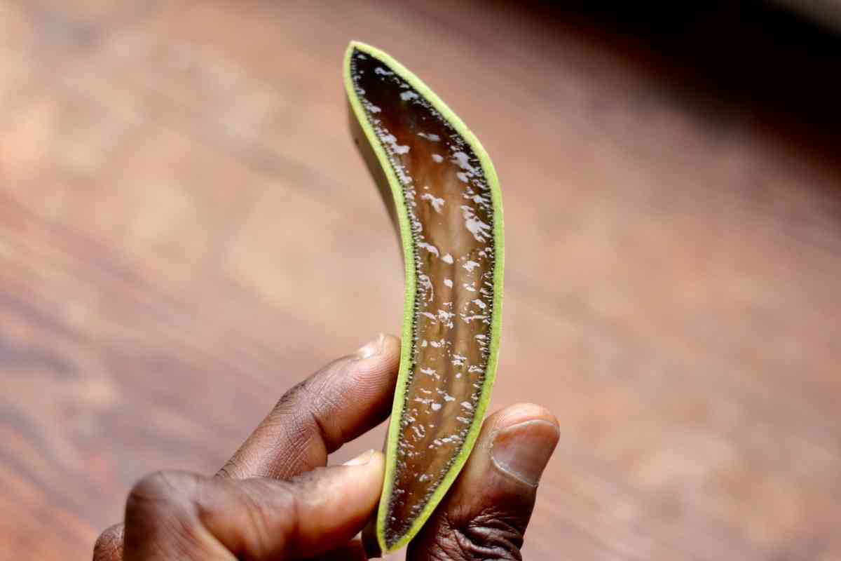 How to Cut Aloe Vera Plant Without Killing It? - Homestead Gardener