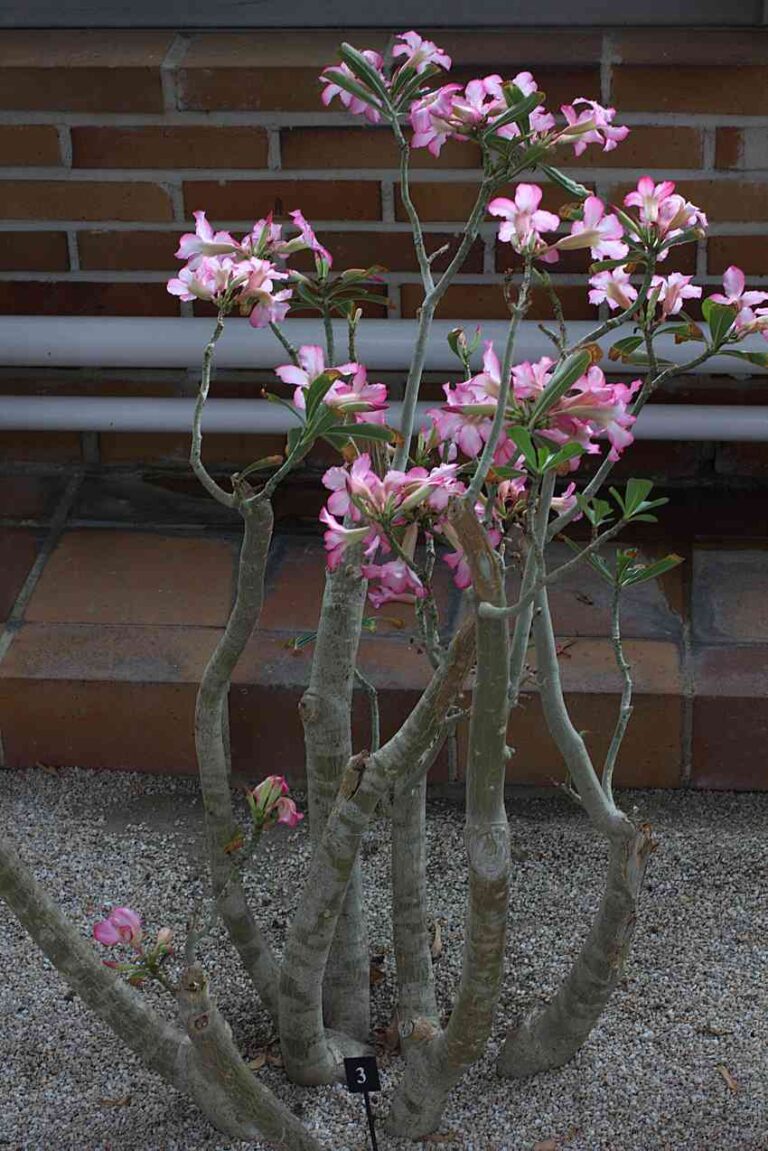How to Care Adenium Plants - An Ultimate Guide - Homestead Gardener