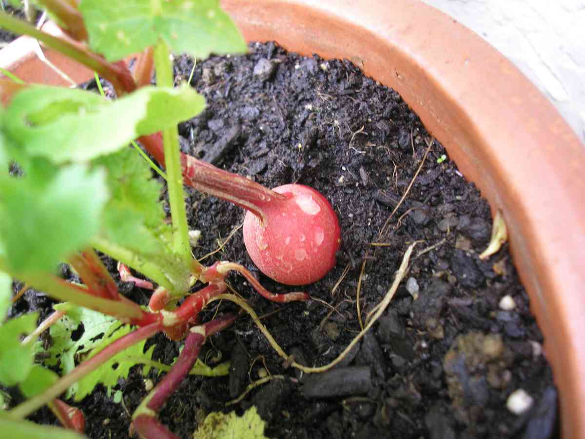 19 Vegetables to Plant in Fall - Homestead Gardener