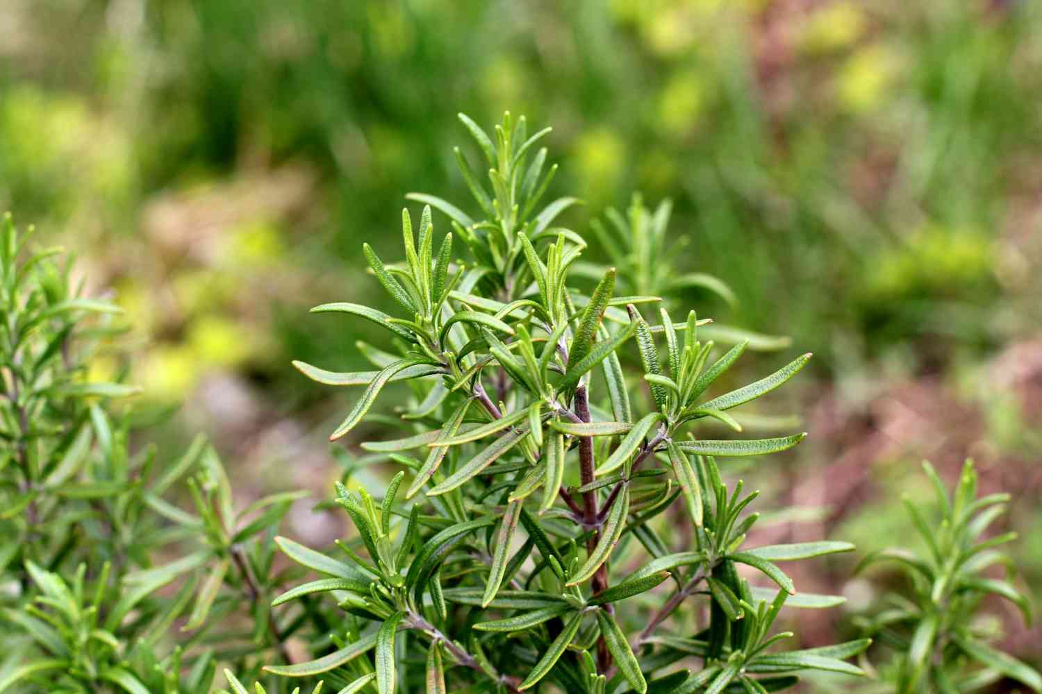 19 Herbs to Plant in Spring - Best Picks for Beginners - Homestead Gardener