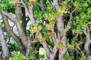 11 Common Jade Plant Problems & How to Overcome Them - Homestead Gardener