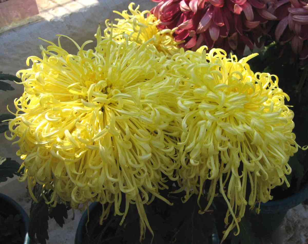How to Grow Chrysanthemums? - Homestead Gardener