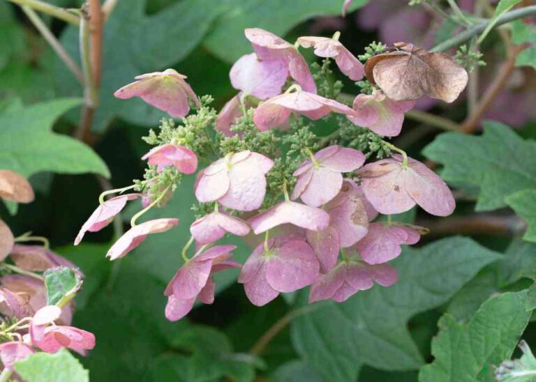 How to Prune Every Type of Hydrangea for a Burst of Growth and Color ...